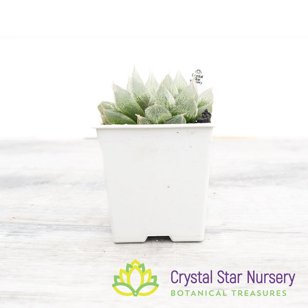 Haworthia Venusta Hybrid (LS012/LS013) - Crystal Star Nursery