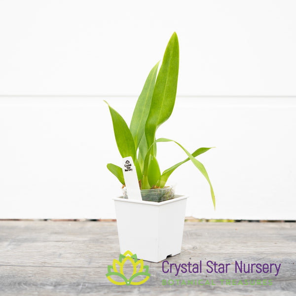 Bllra. Big Shot ‘Pink Leopard’ (H974) - Crystal Star Nursery