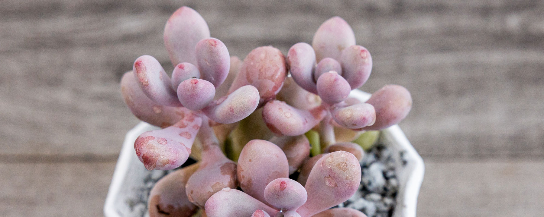 Succulents - Crystal Star Nursery