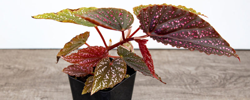 Begonias - Crystal Star Nursery