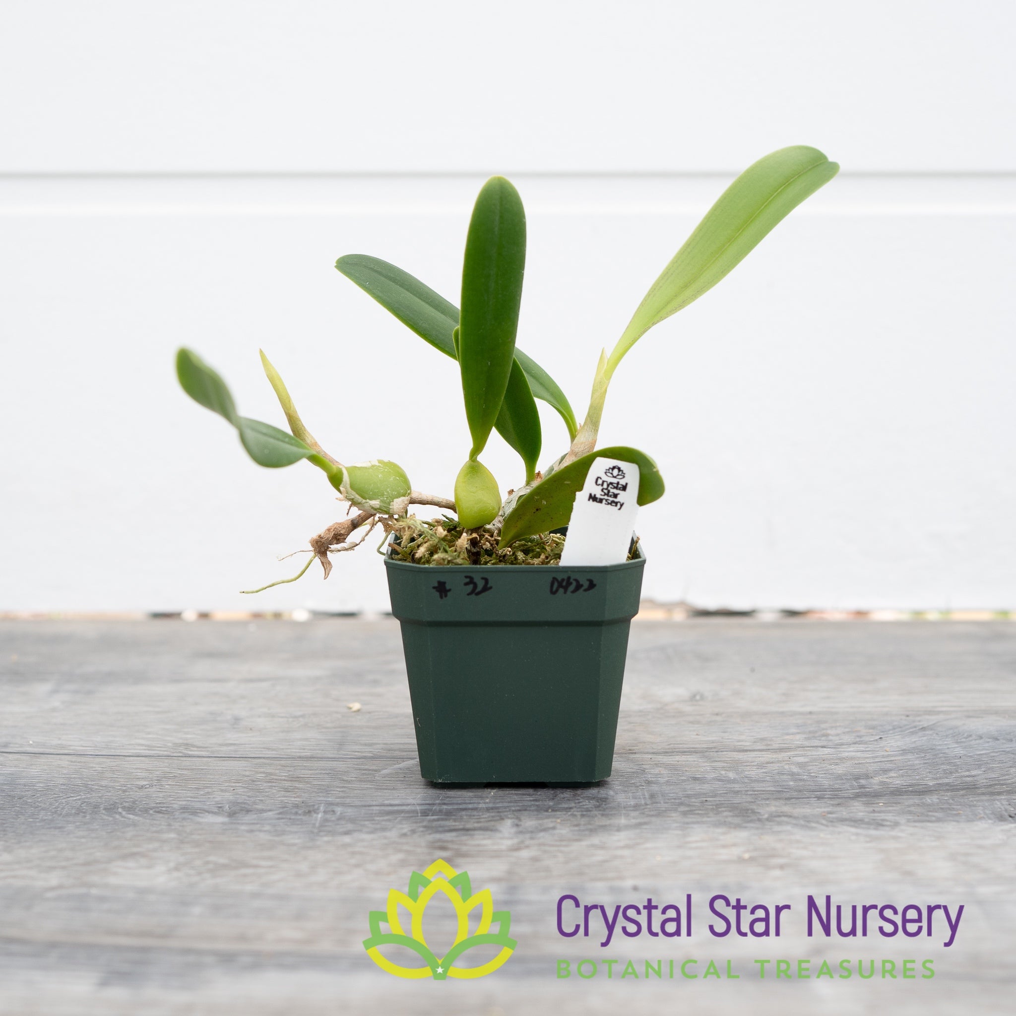 Bulbophyllum Tremulum (32) – Crystal Star Nursery