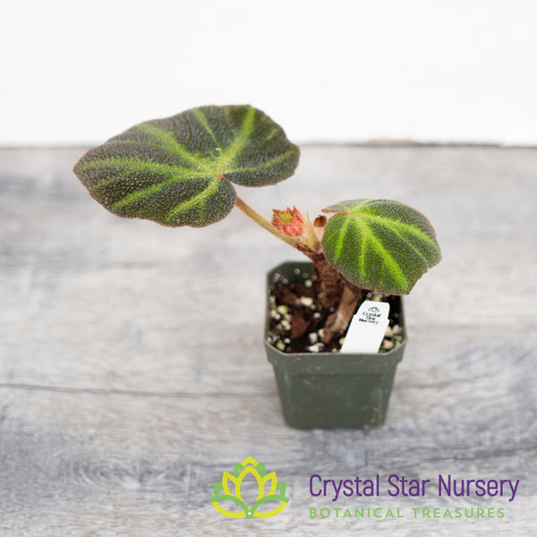 Begonia Soli-mutata - Crystal Star Nursery