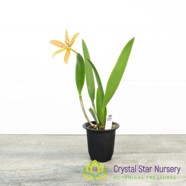 Bc Rustic Spots 'H&R' HCC/OCNZ - Crystal Star Nursery