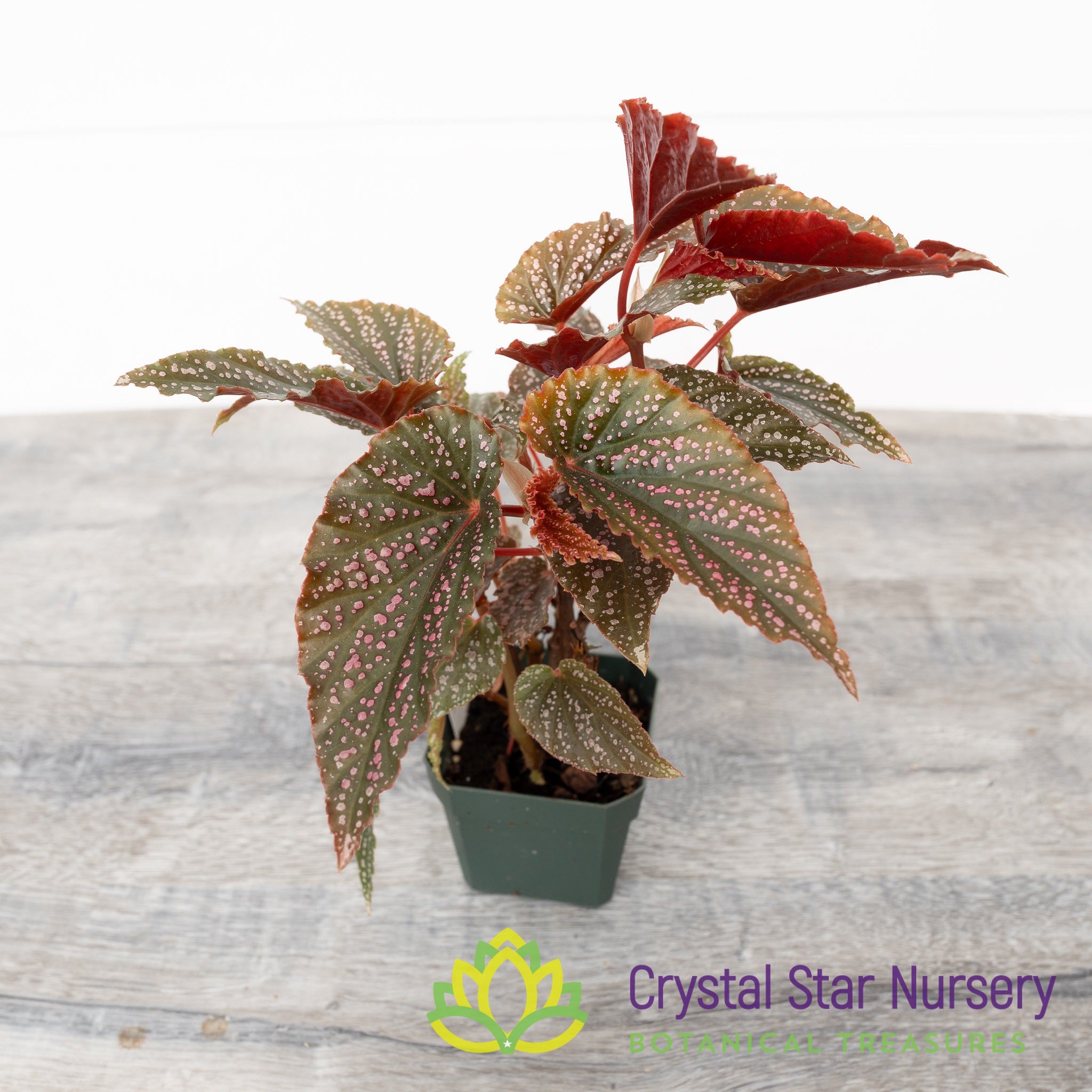 Begonias - Crystal Star Nursery