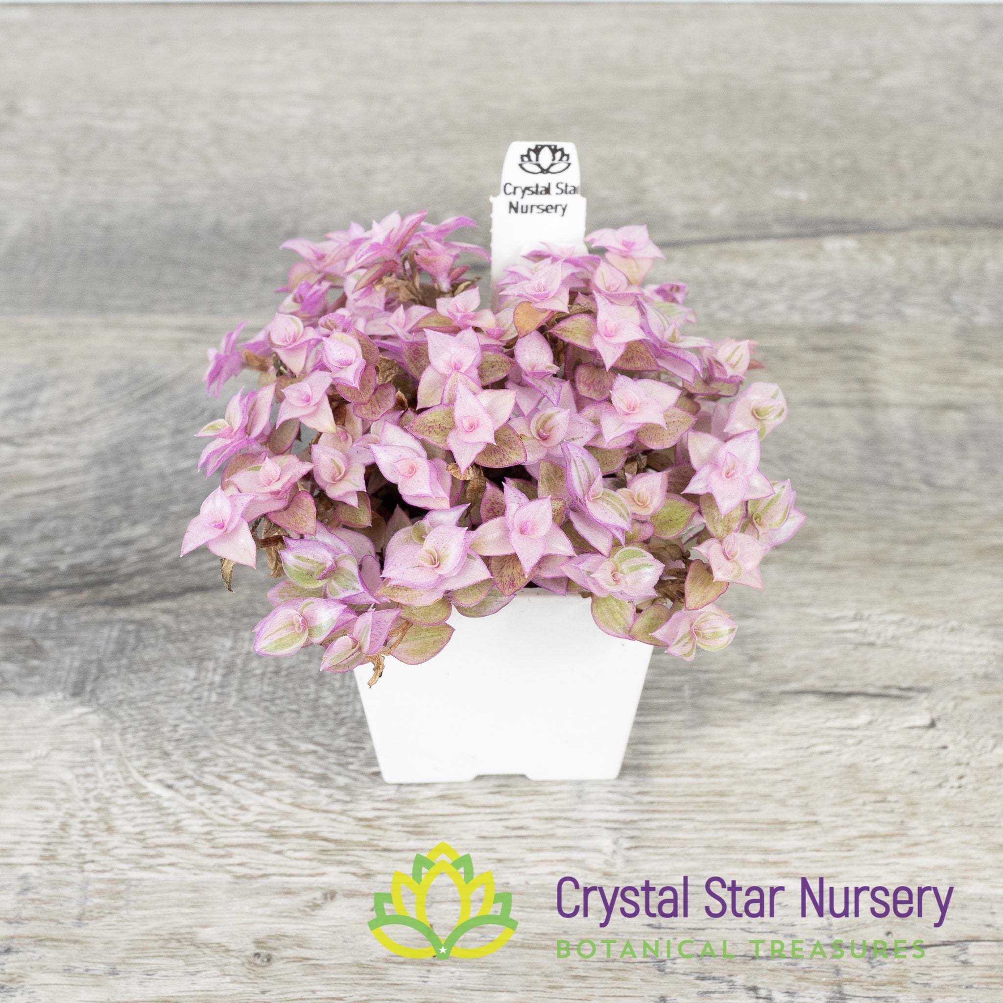 Succulents - Crystal Star Nursery