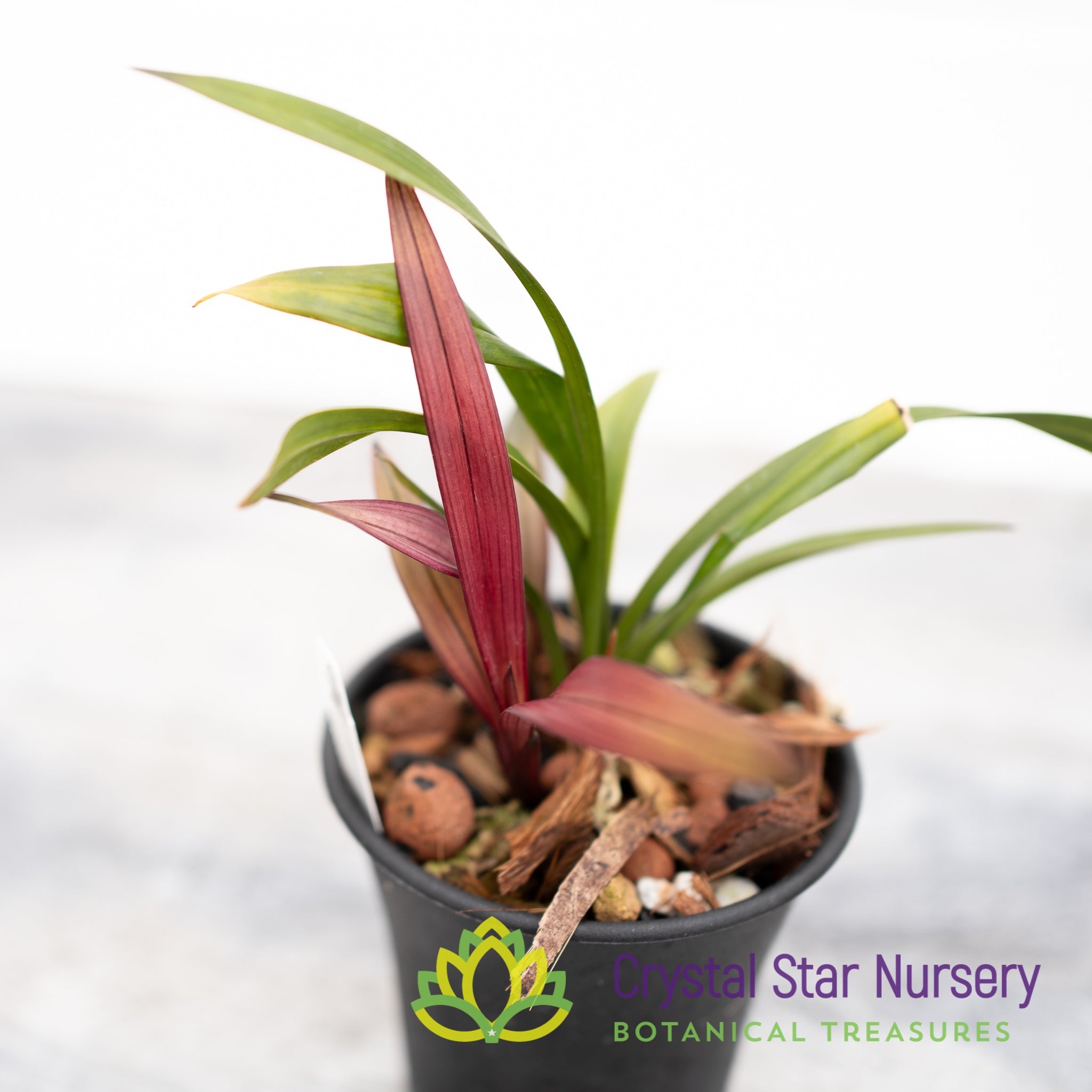 Cymbidium Ensifolium (Red Grass Hybrid) - Crystal Star Nursery