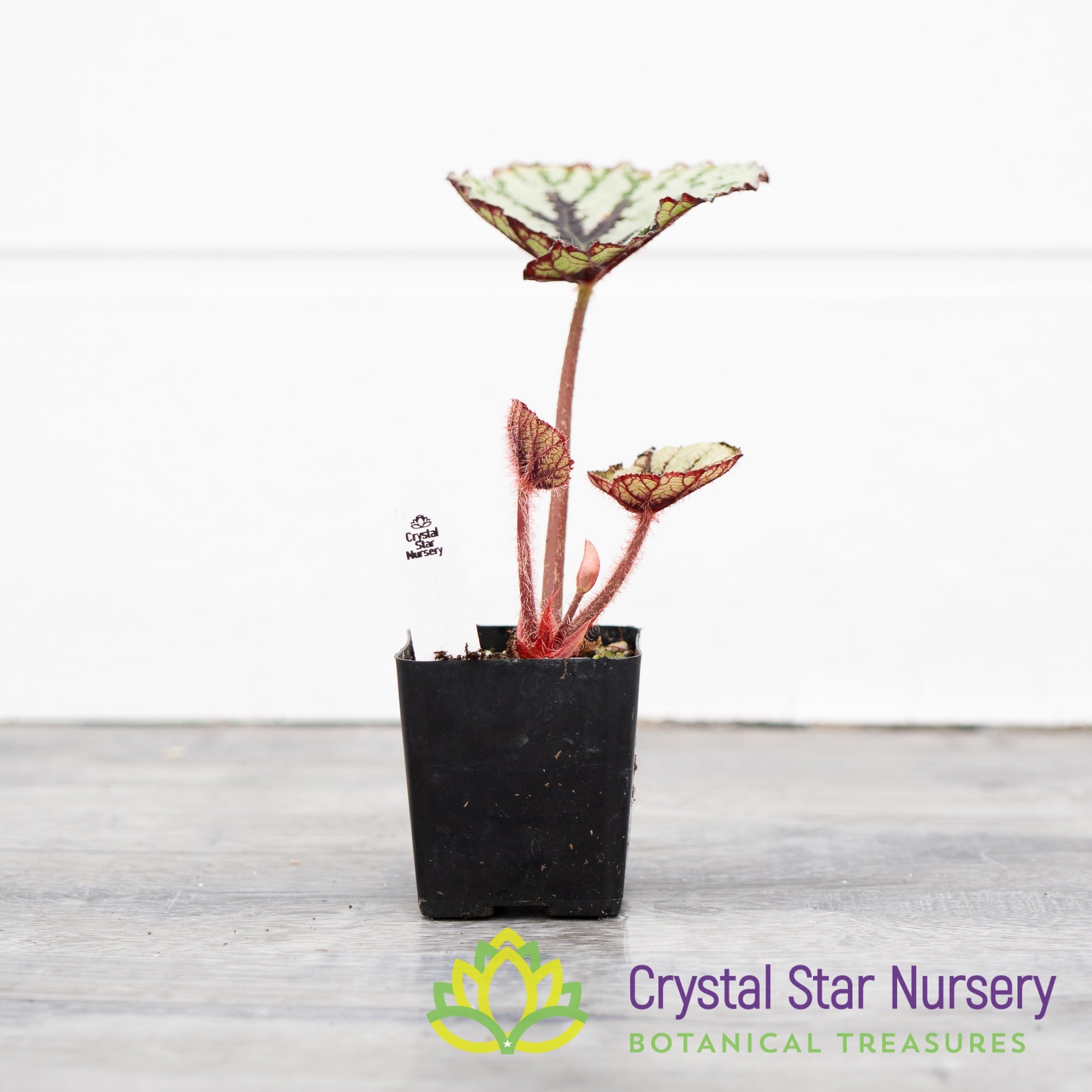 Begonia Rex Megalo 'Fedor' - Crystal Star Nursery