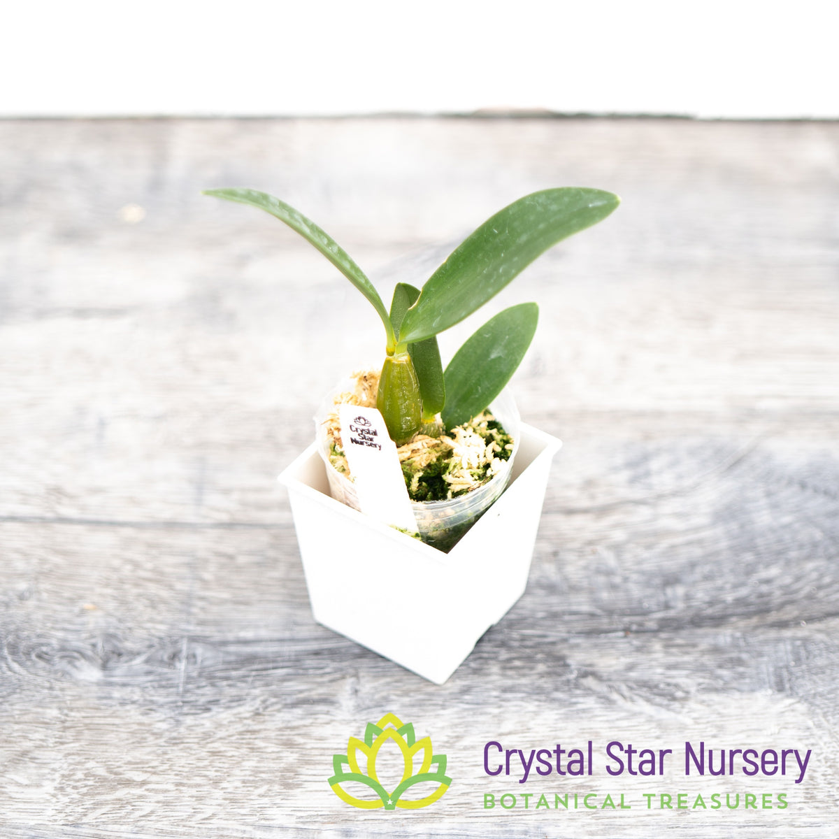 Dendrobium Roy Tokunaga (Spots x 4N) (24692) - Crystal Star Nursery