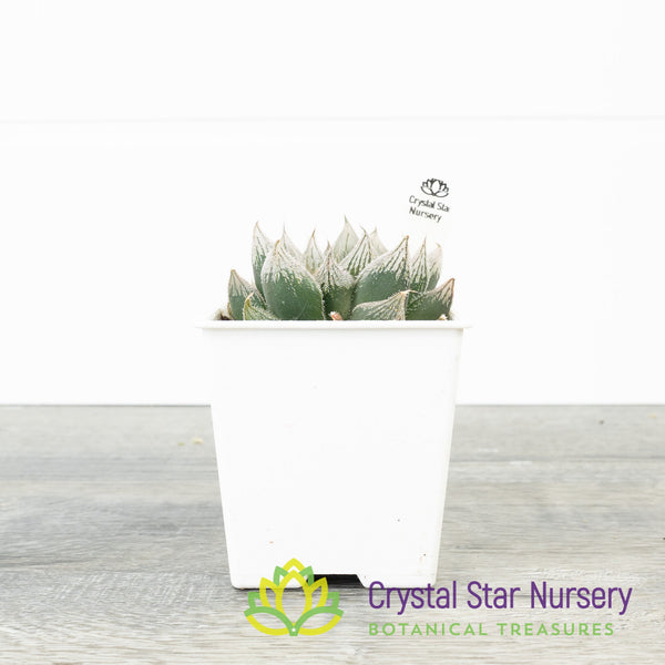 Haworthia Venusta (LS226) - Crystal Star Nursery