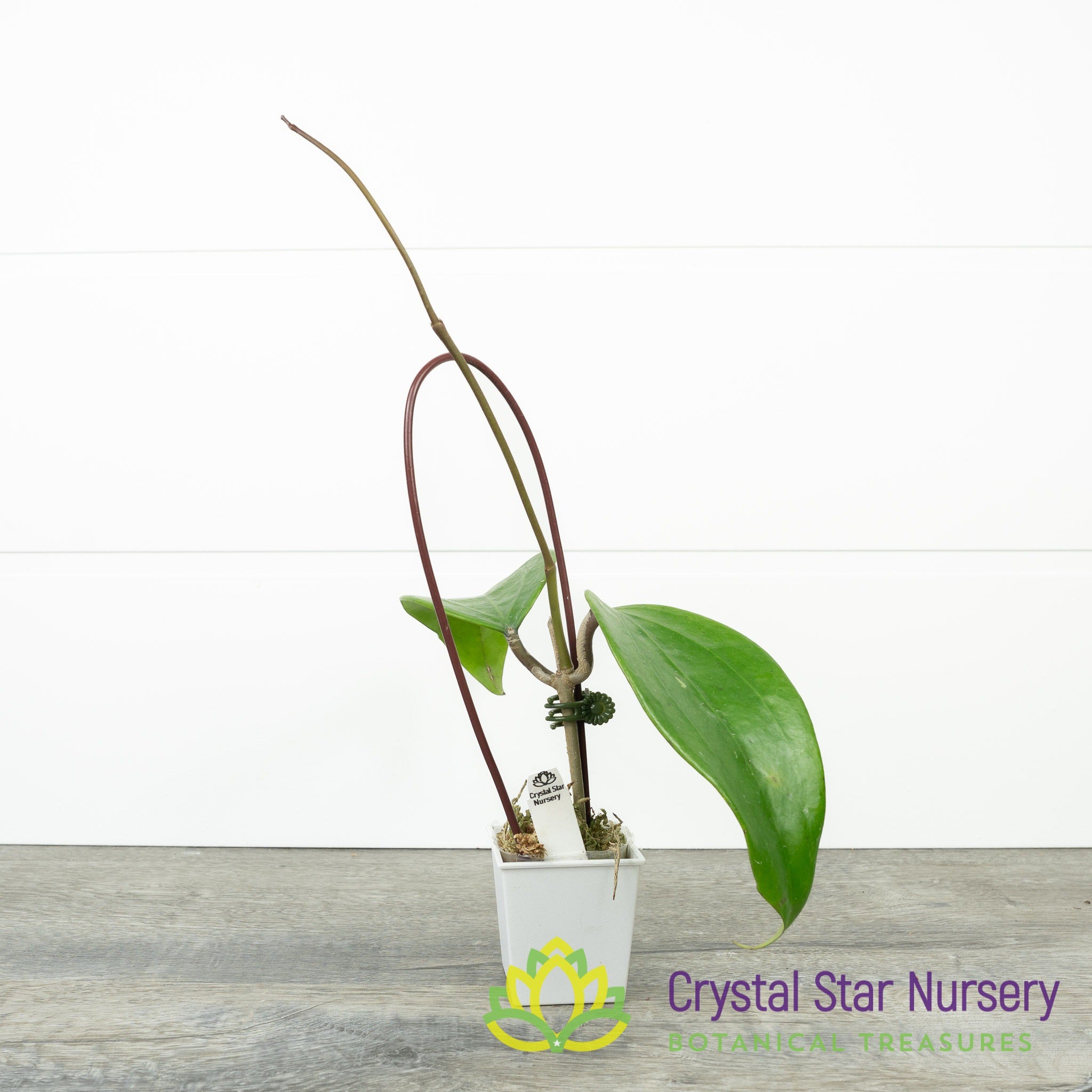 Hoya rigida (Long Leaf) - Crystal Star Nursery
