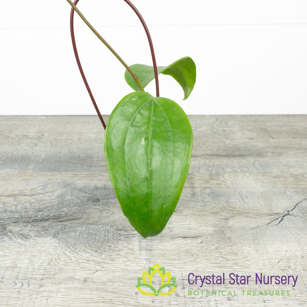 Hoya rigida (Long Leaf) - Crystal Star Nursery