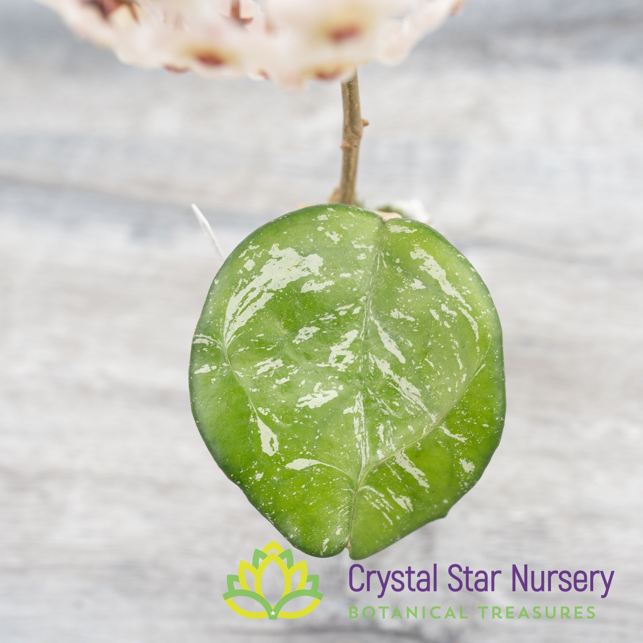 Hoya carnosa 'Freckles' (splash) - Crystal Star Nursery