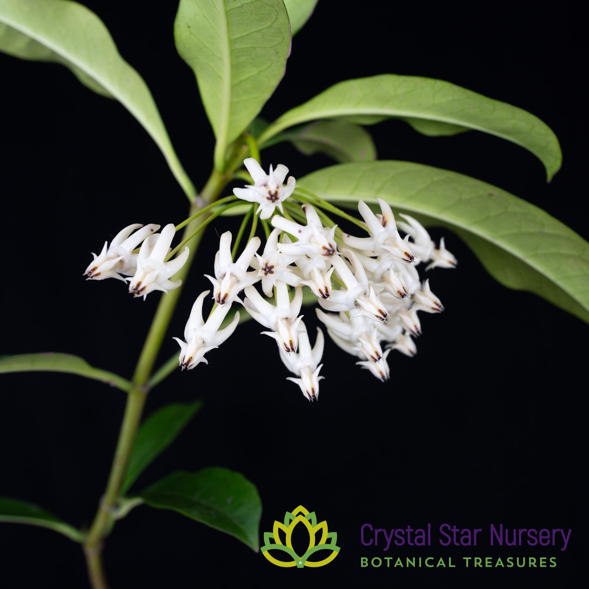 Hoya multiflora (White) - Crystal Star Nursery