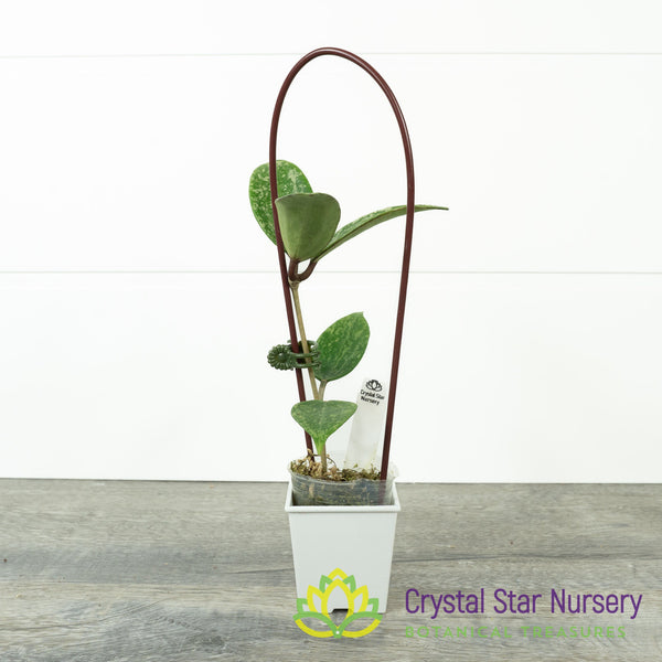 Hoya rangsan (Splash) - Crystal Star Nursery