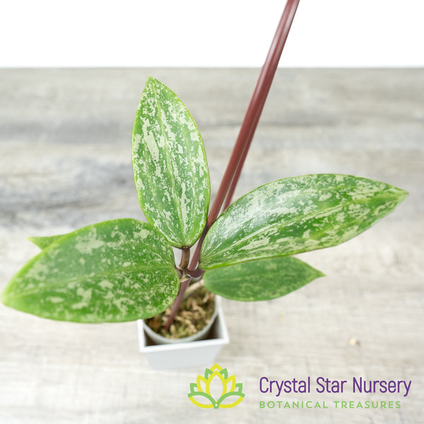 Hoya rangsan (Splash) - Crystal Star Nursery