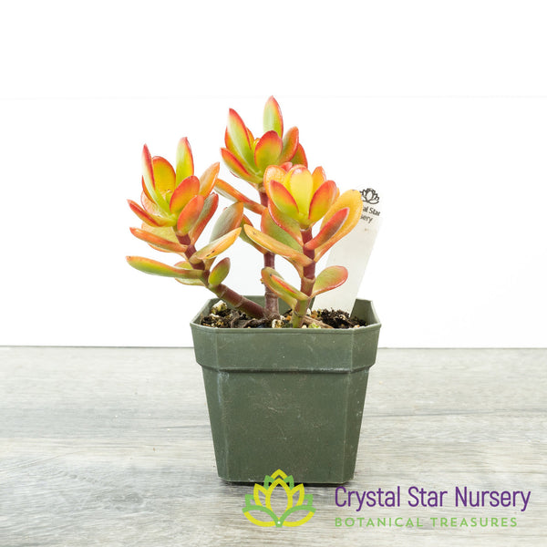 Mini Jade (Orange Red) (KJ04) - Crystal Star Nursery