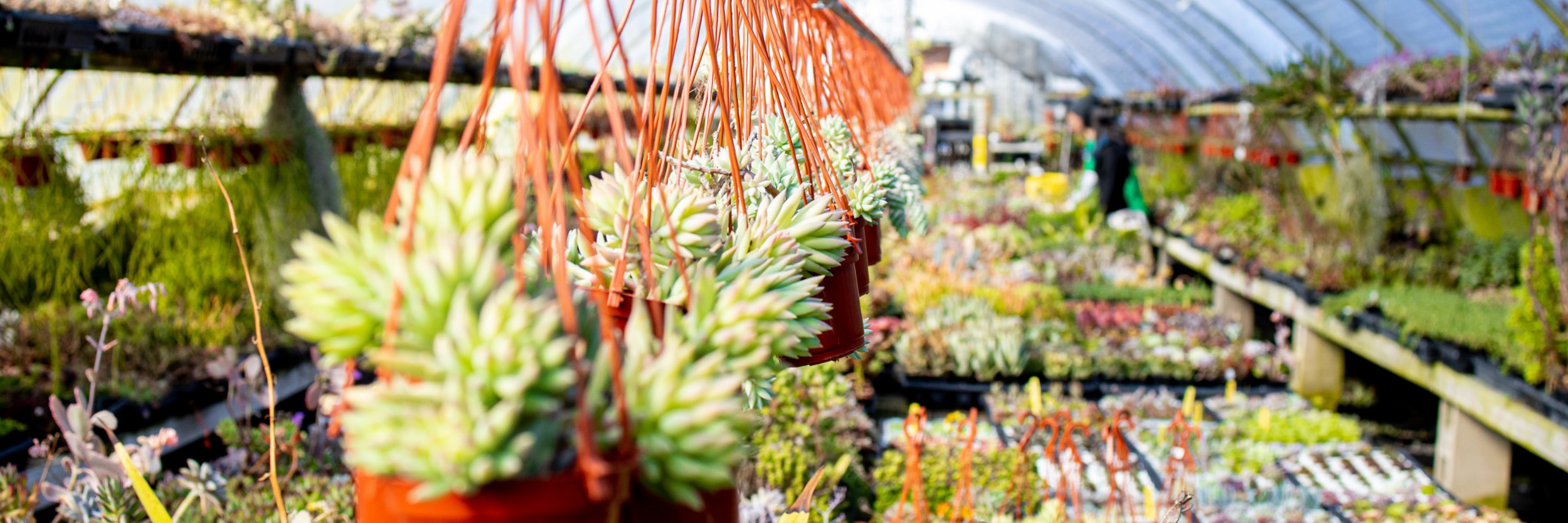 Crystal Star Nursery