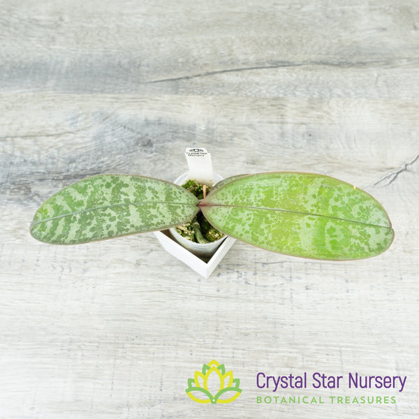 Phalaenopsis Kung's Amar Philip (#18) - Crystal Star Nursery