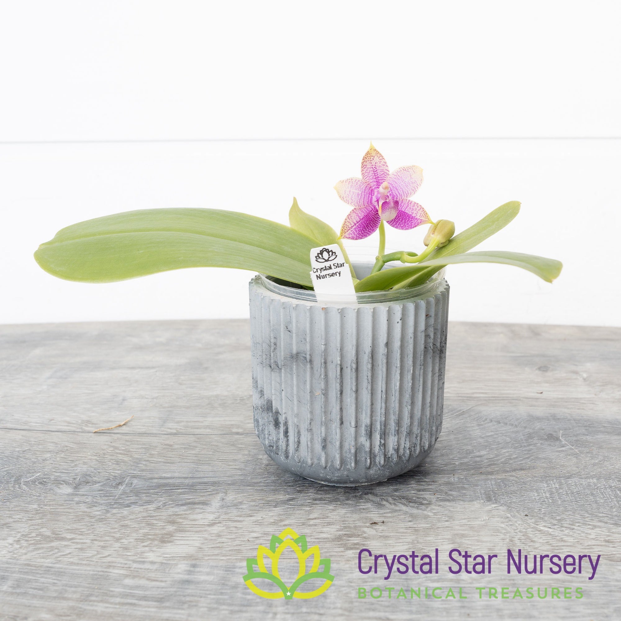 Phalaenopsis Miki Mok Choi Bear Queen '710' - Crystal Star Nursery