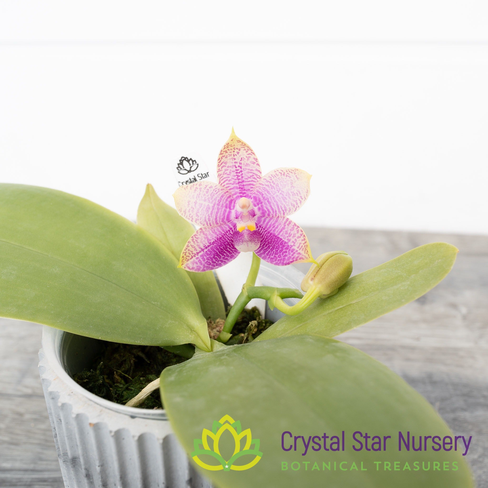Phalaenopsis Miki Mok Choi Bear Queen '710' - Crystal Star Nursery