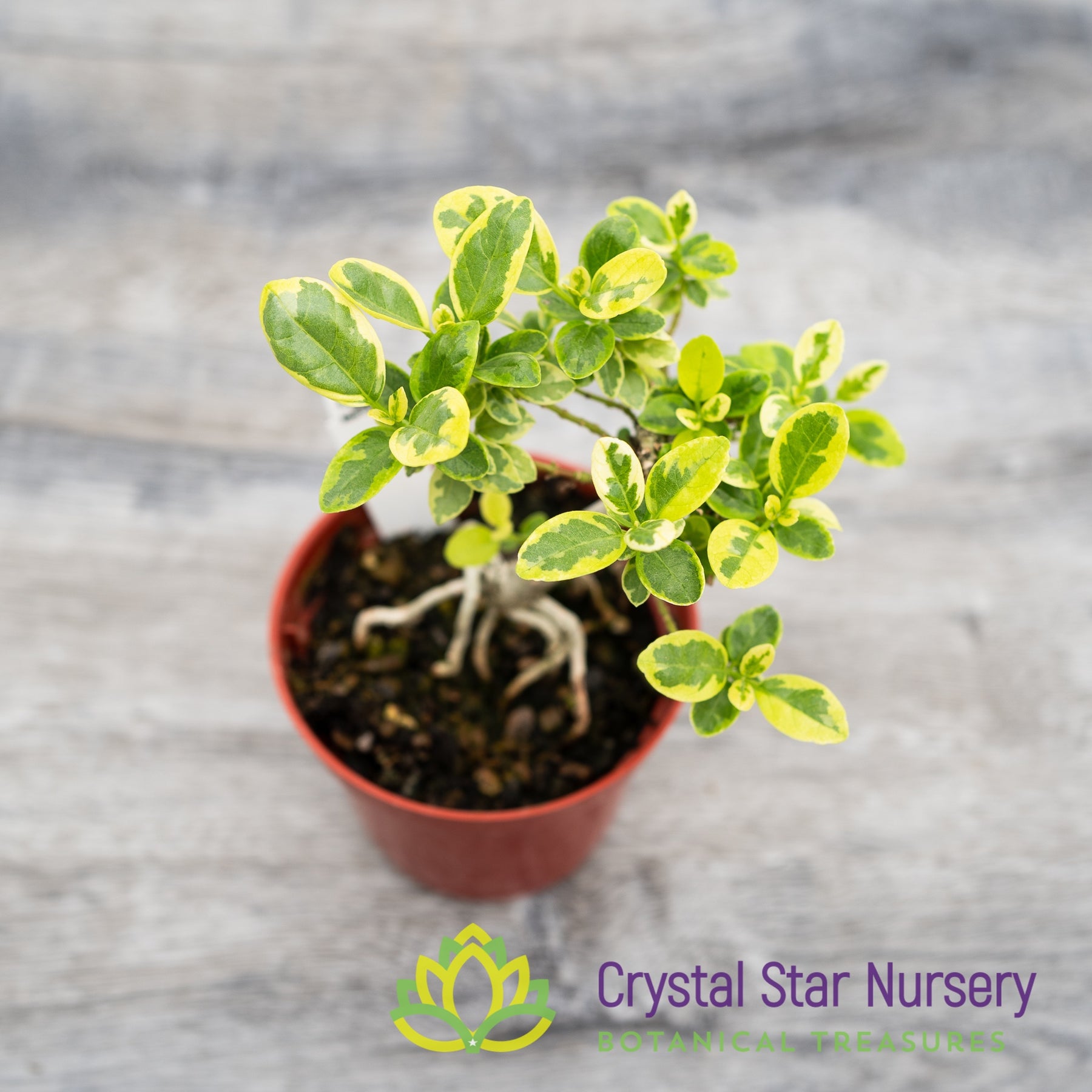 Bonsai - Crystal Star Nursery