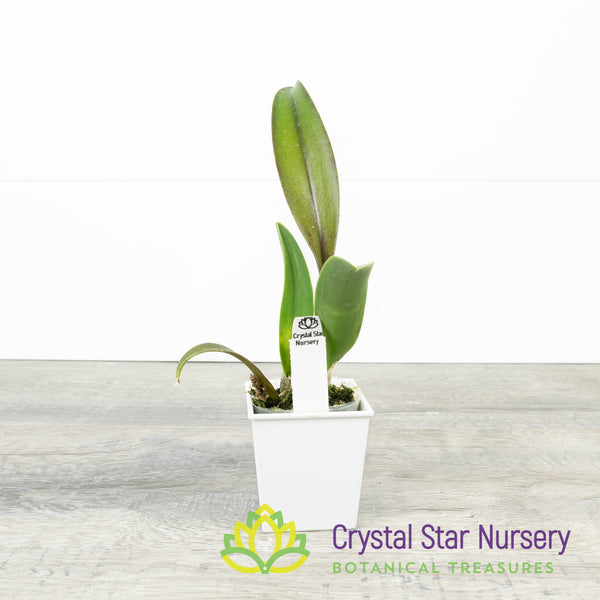 Procatavola Key Lime Stars x Blc Prada Green (6485) - Crystal Star Nursery