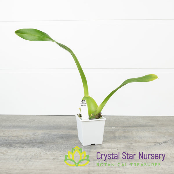 Wilhelmara Pinot Princess 'Scary' (H995) - Crystal Star Nursery