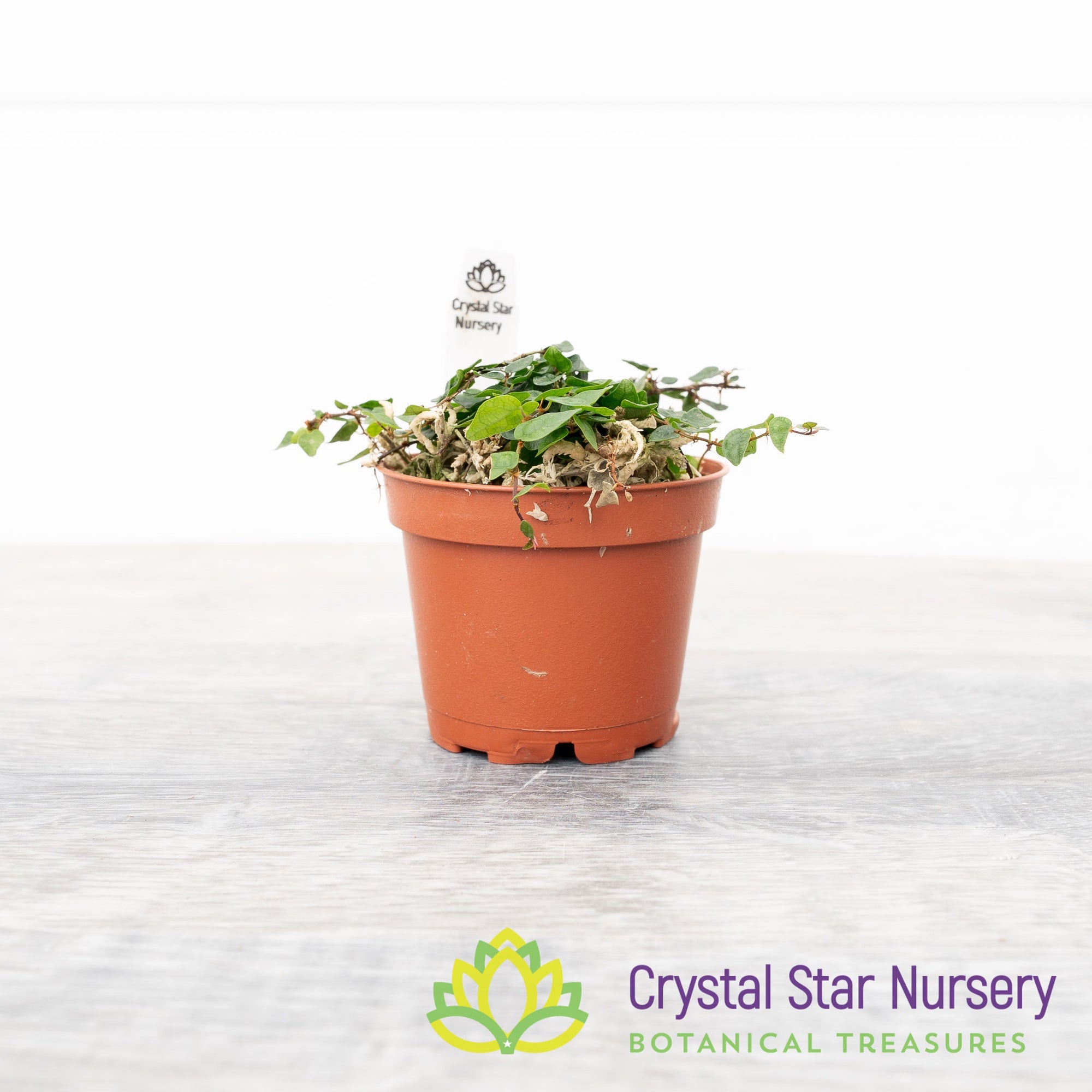 Ficus Pumila var Minima - Crystal Star Nursery