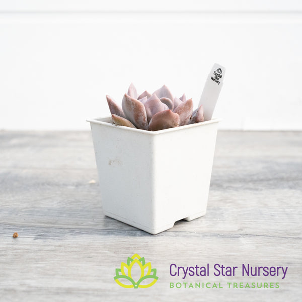 x Graptoveria 'Topsy Debbi' - Crystal Star Nursery