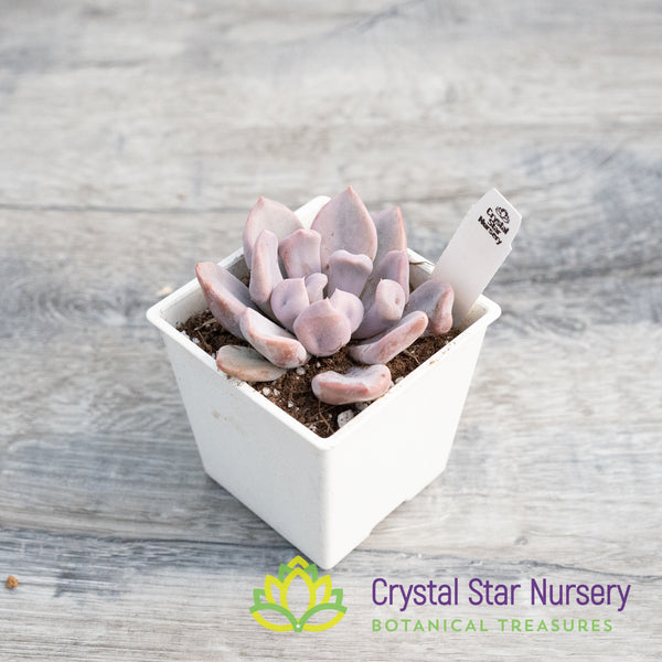 x Graptoveria 'Topsy Debbi' - Crystal Star Nursery