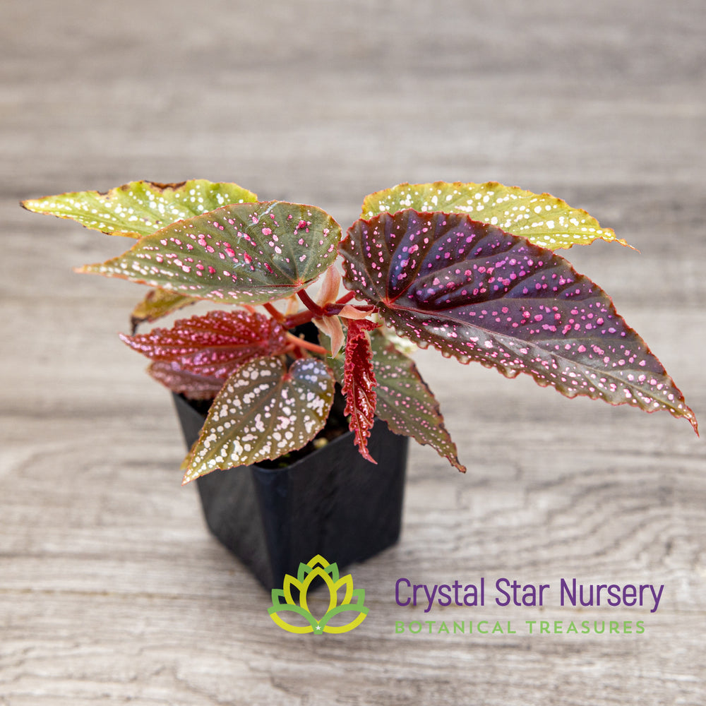 Begonias - Crystal Star Nursery