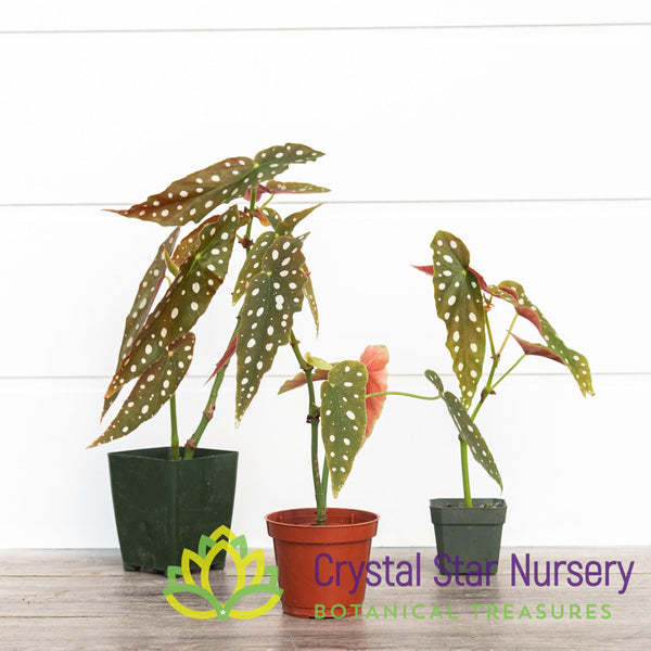 Begonias - Crystal Star Nursery