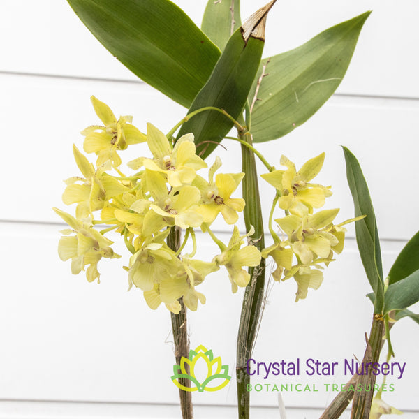 Dendrobium Aussie's Pixie (21931) - Crystal Star Nursery