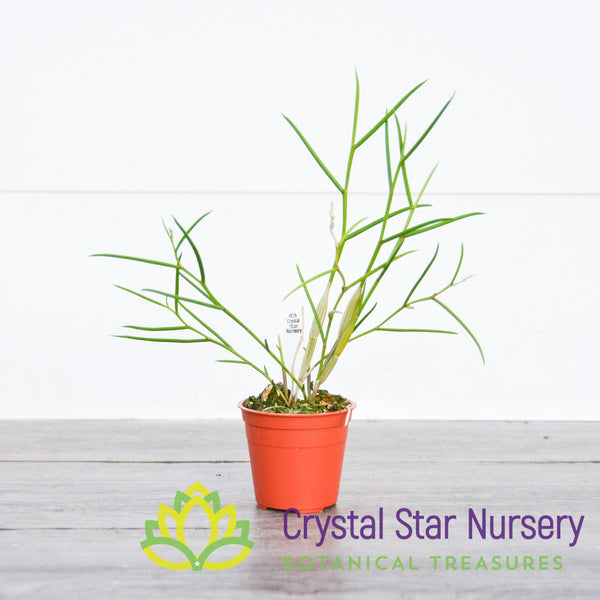 Dendrobium Equitans - Crystal Star Nursery