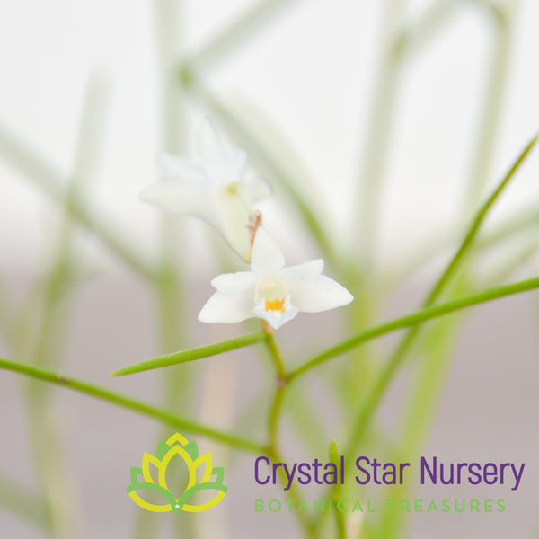 Dendrobium Equitans - Crystal Star Nursery