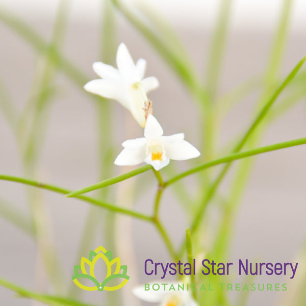 Dendrobium Equitans - Crystal Star Nursery