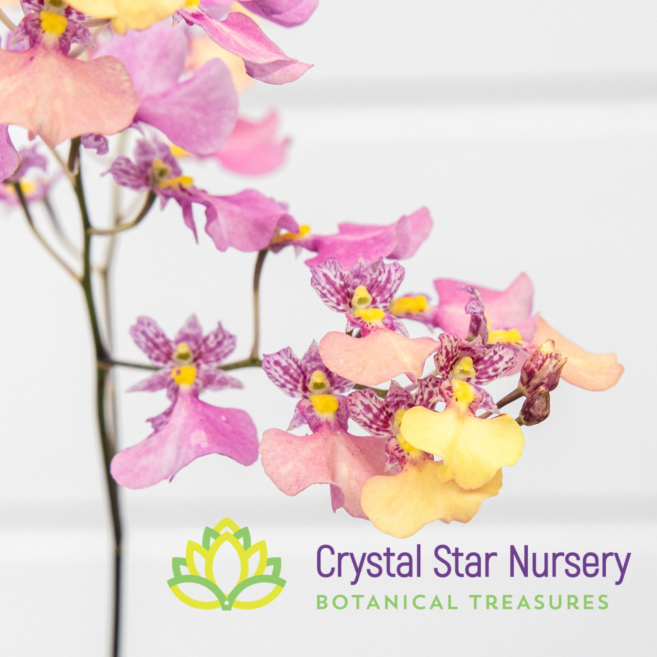 Orchids - Crystal Star Nursery