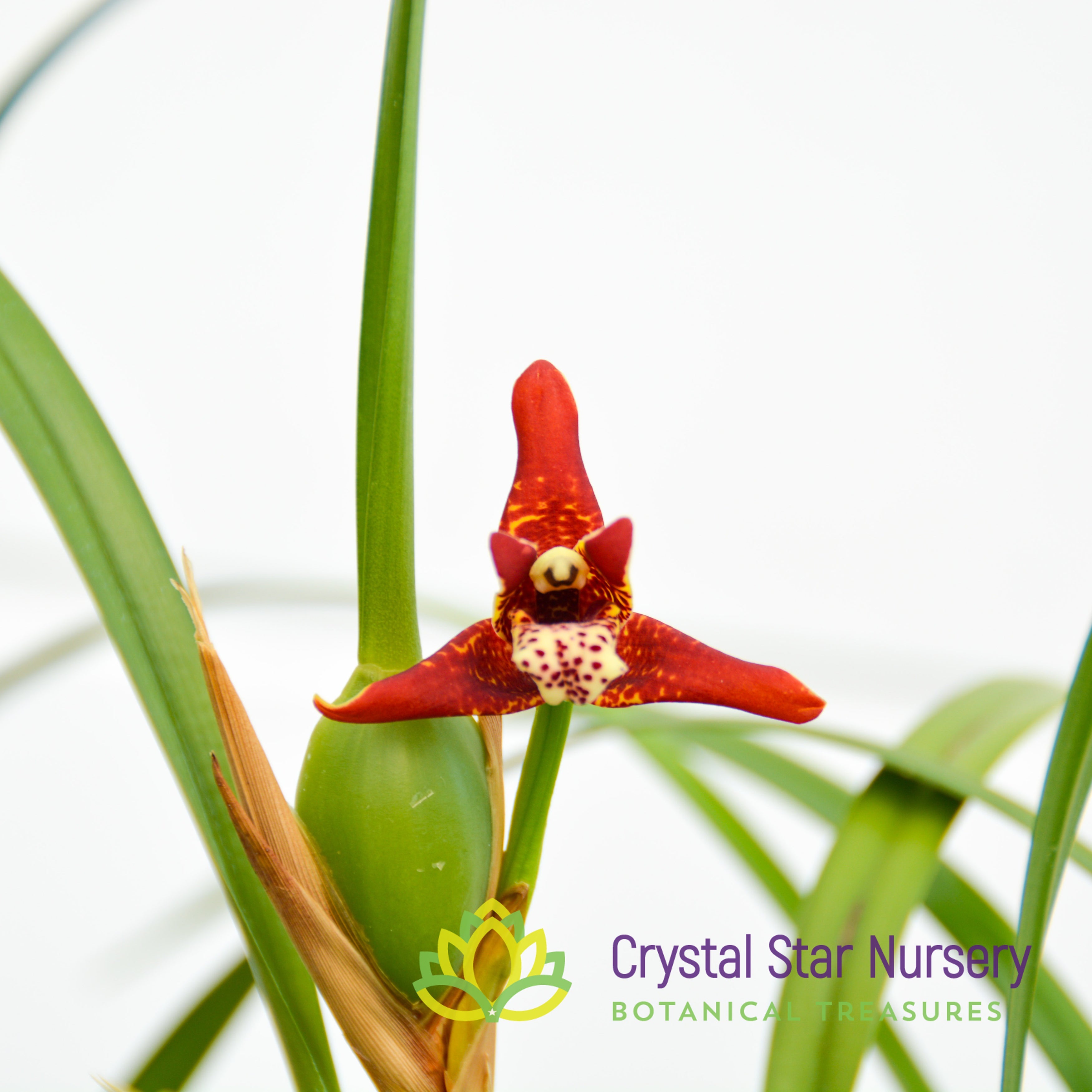 Orchids - Crystal Star Nursery