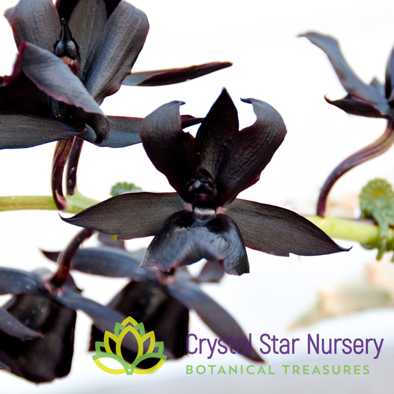 Orchids - Crystal Star Nursery