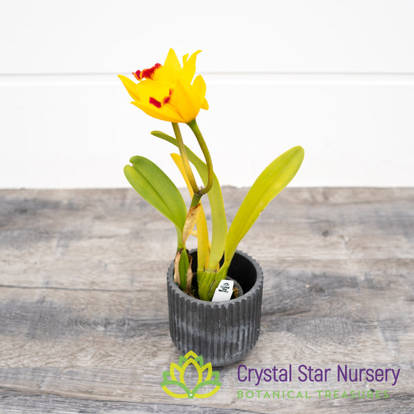 Rlc. Hsinying Sunbeam 'Juliets' - Crystal Star Nursery