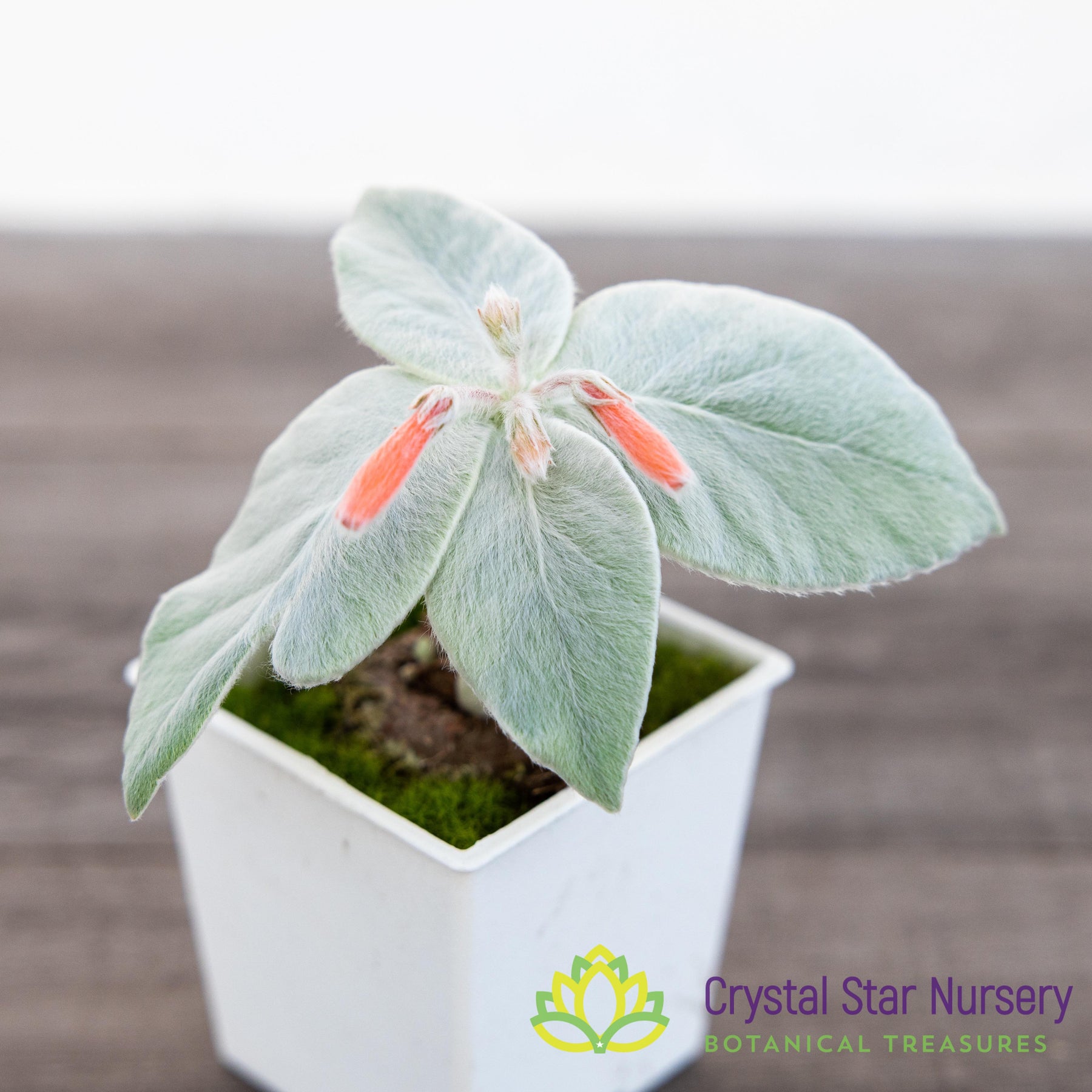 Caudex Plants - Crystal Star Nursery