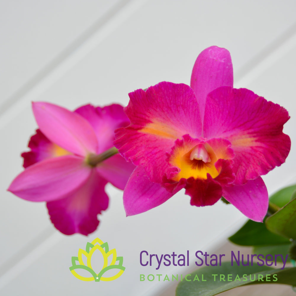 Orchids - Crystal Star Nursery