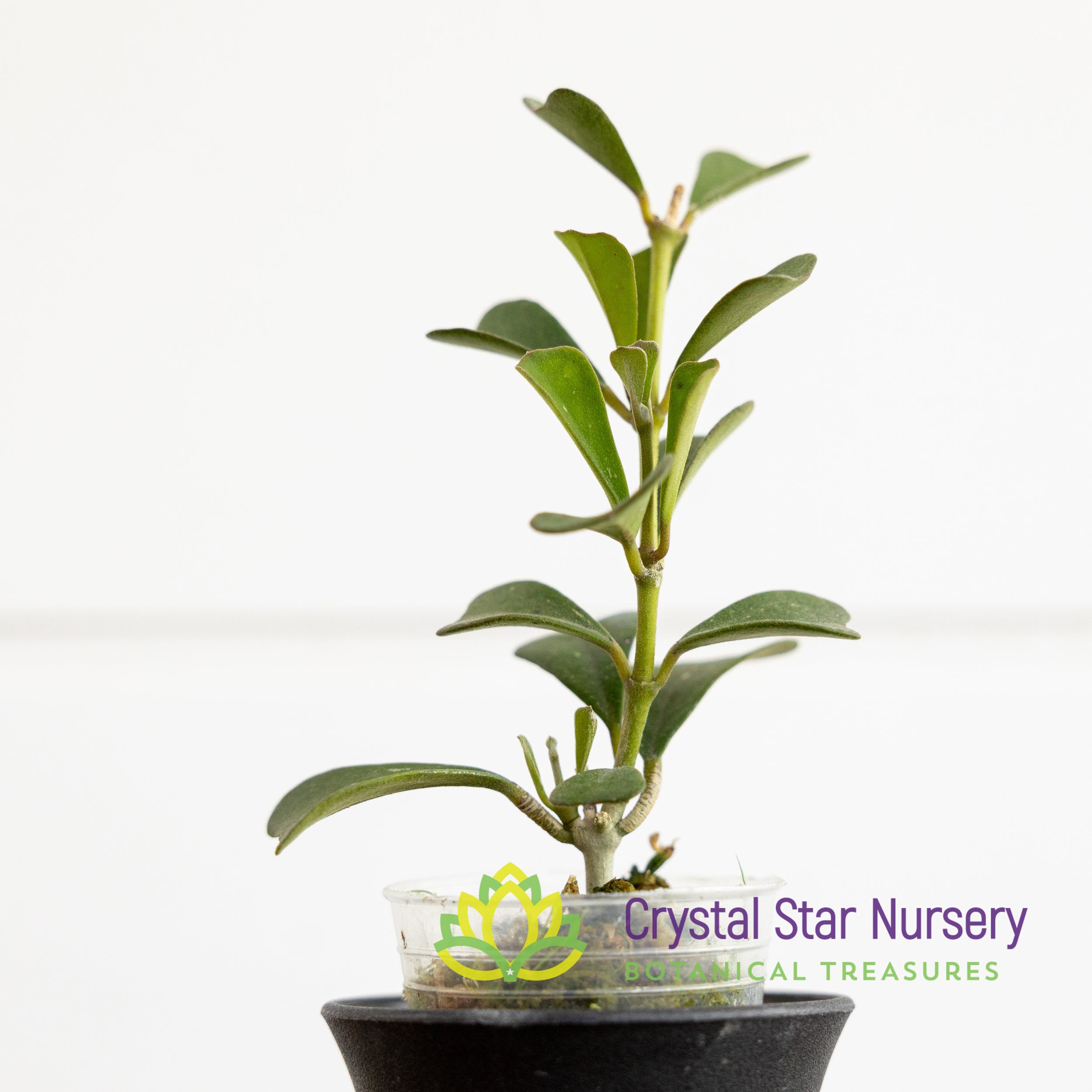 Hoyas - Crystal Star Nursery